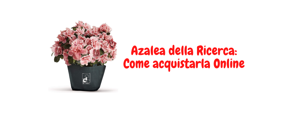 Azalea della ricerca AIRC: come acquistarla Online! | Le Migliori Offerte Online