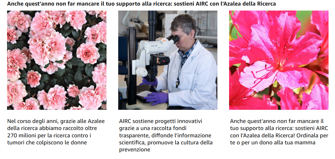 Azalea della ricerca AIRC: come acquistarla Online! | Le Migliori ...